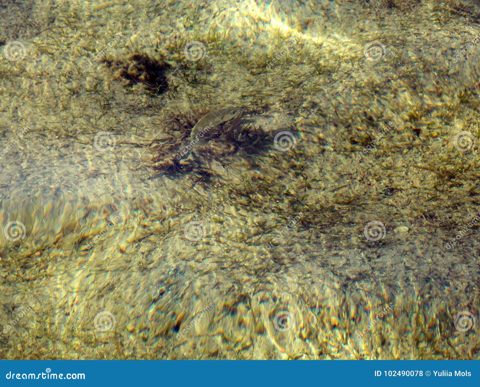 Texture of sand underwater stock photo. Image of shallow - 102490078