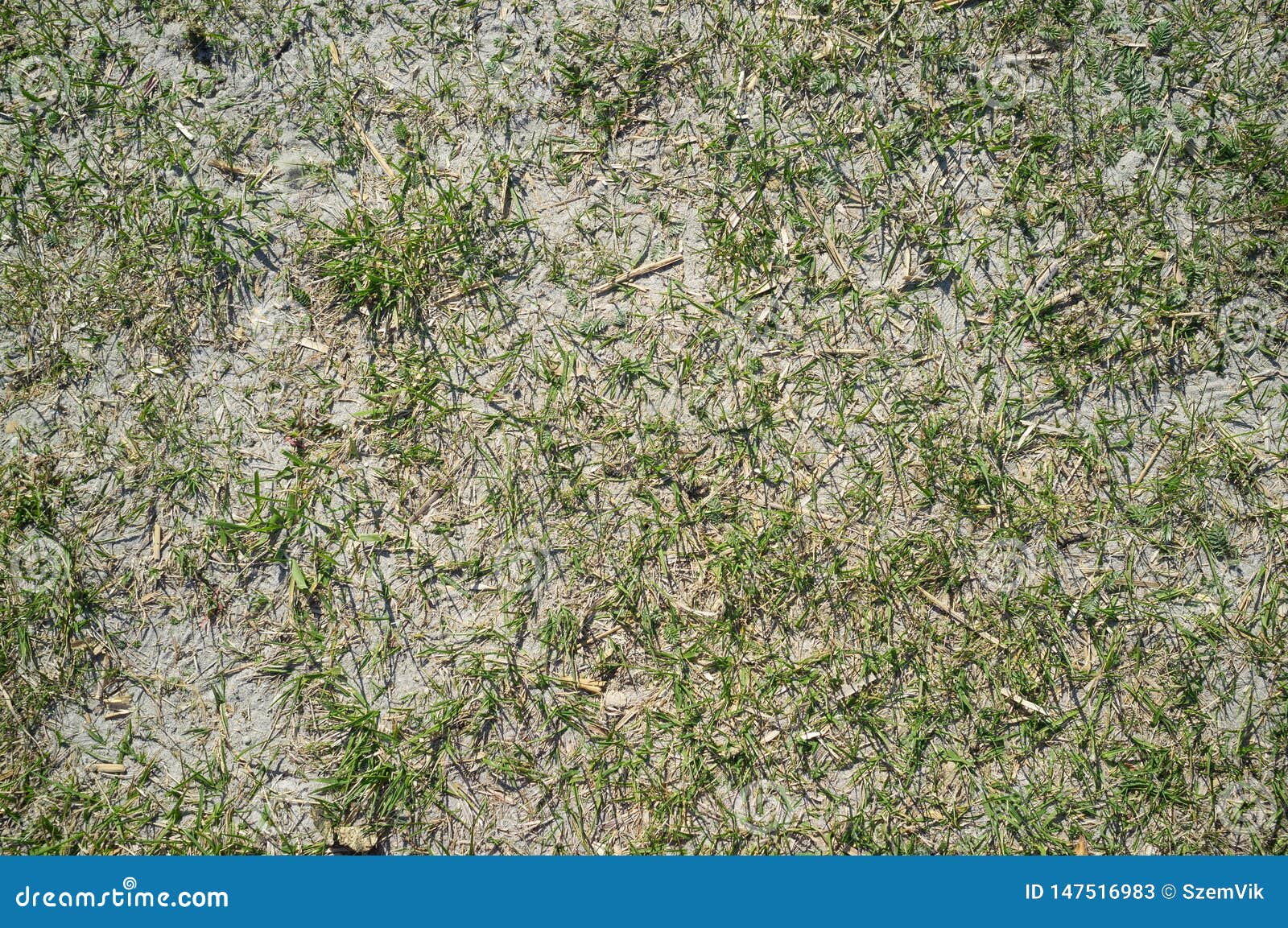 Texture of Sandy Lake Shore with Grass Stock Image - Image of natural ...