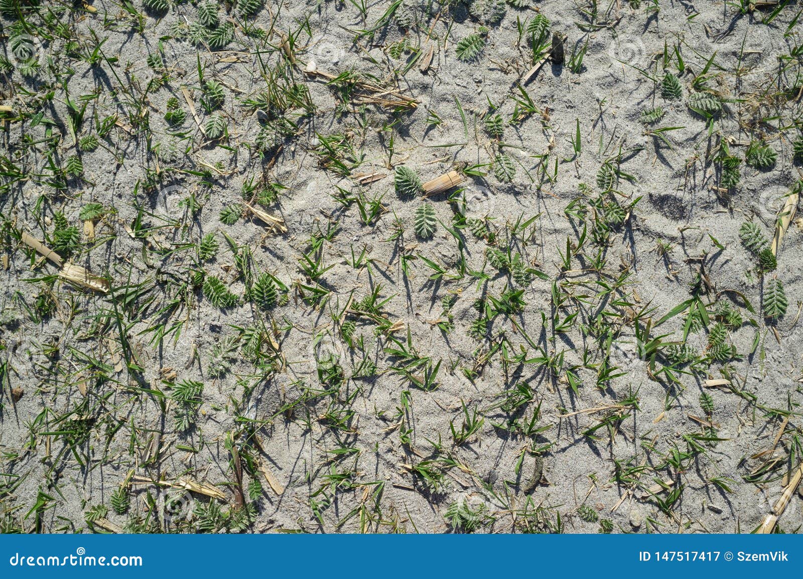 Texture of Sandy Lake Shore with Grass Stock Image - Image of holiday ...
