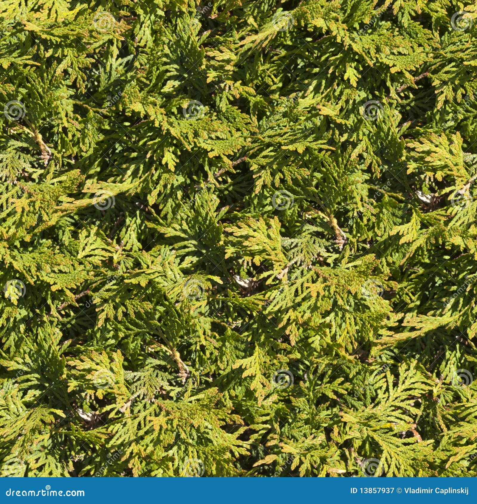 Texture Sans Joint D'arbre De Sapin. Image stock - Image du vert, épine ...