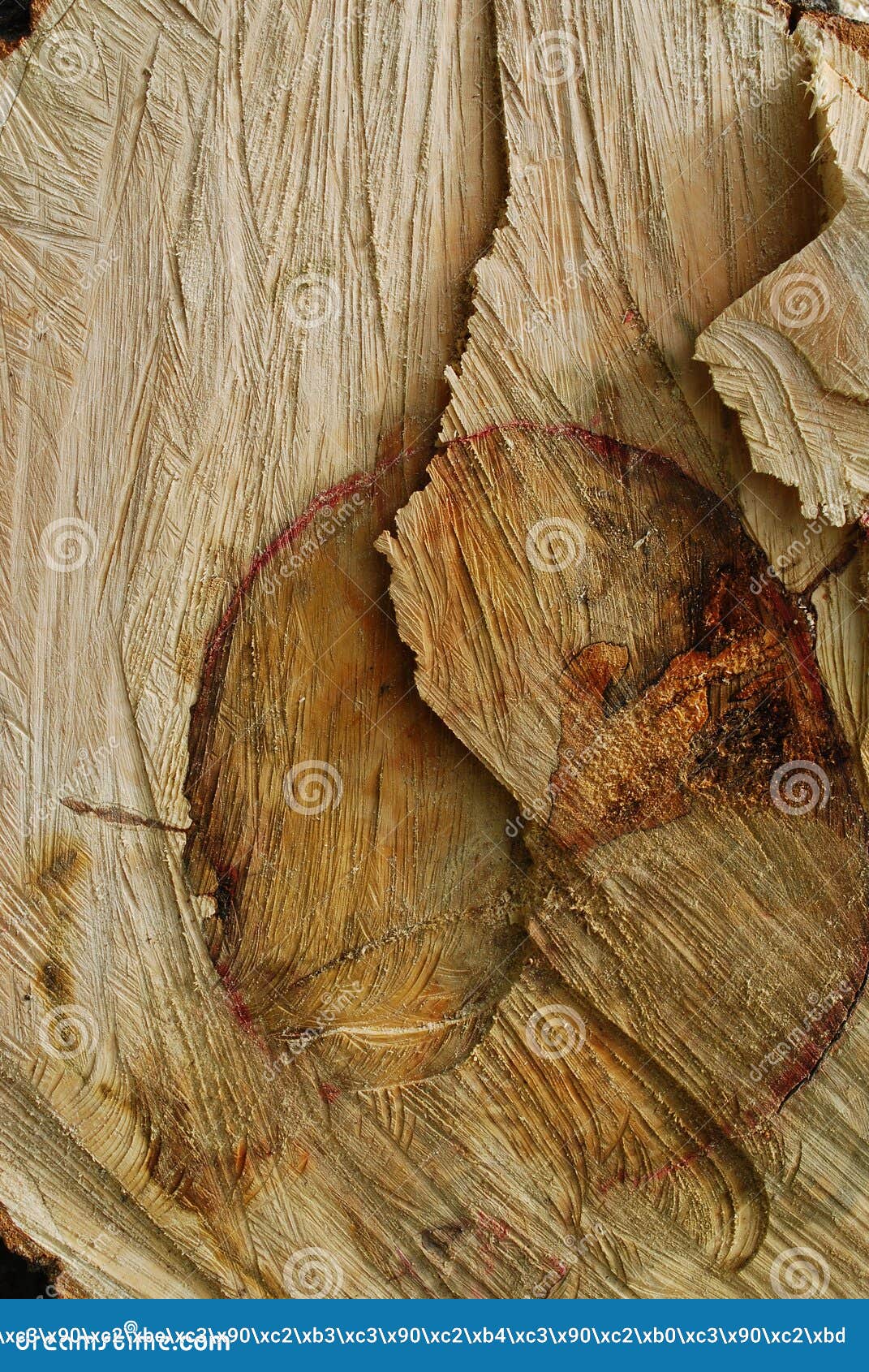 Texture Saw Cut Wood Closeup. Stock Photo - Image of organic, closeup ...