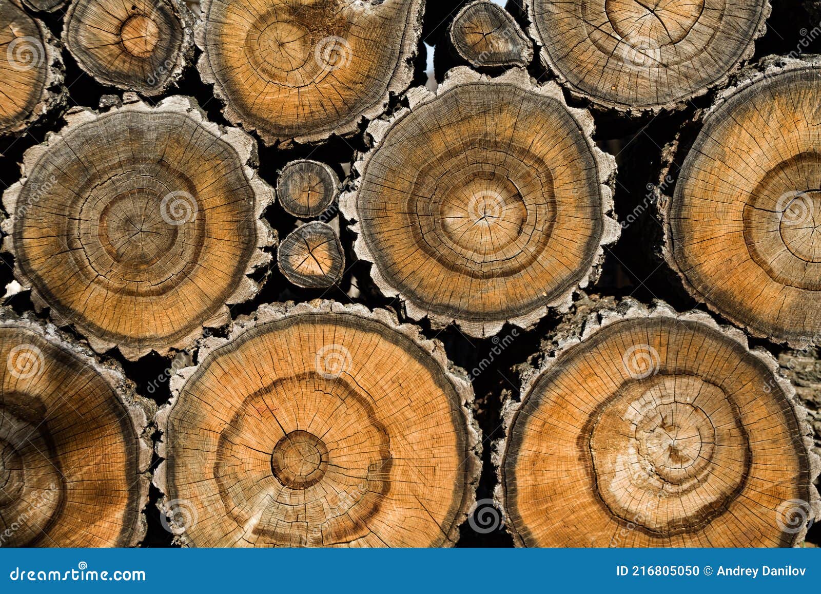 Texture of sawed wood stock photo. Image of texture - 216805050