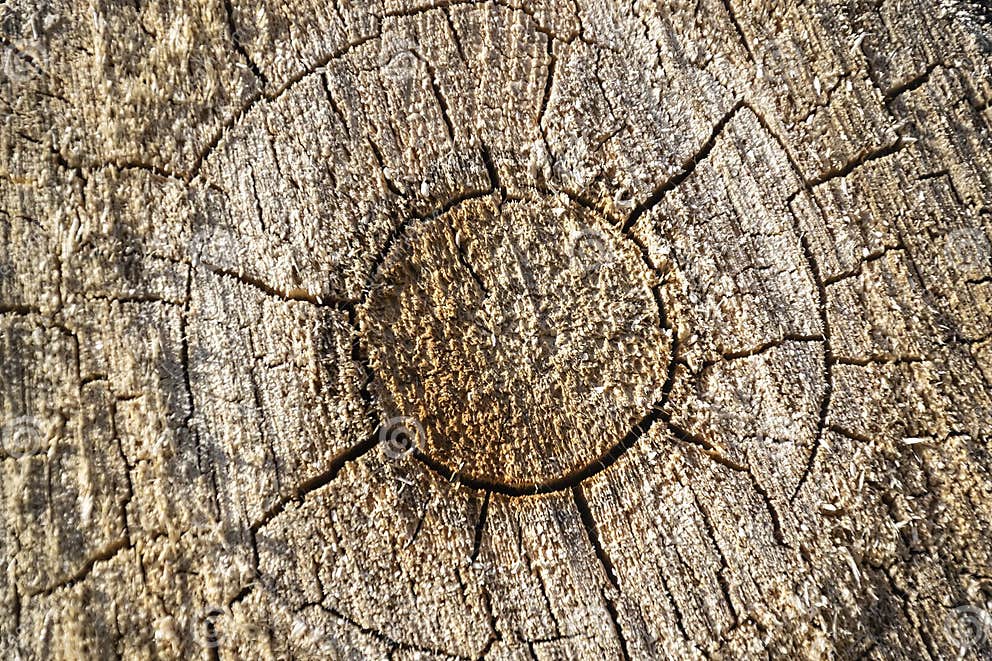 The texture of a sawn tree stock photo. Image of hardwood - 280767974