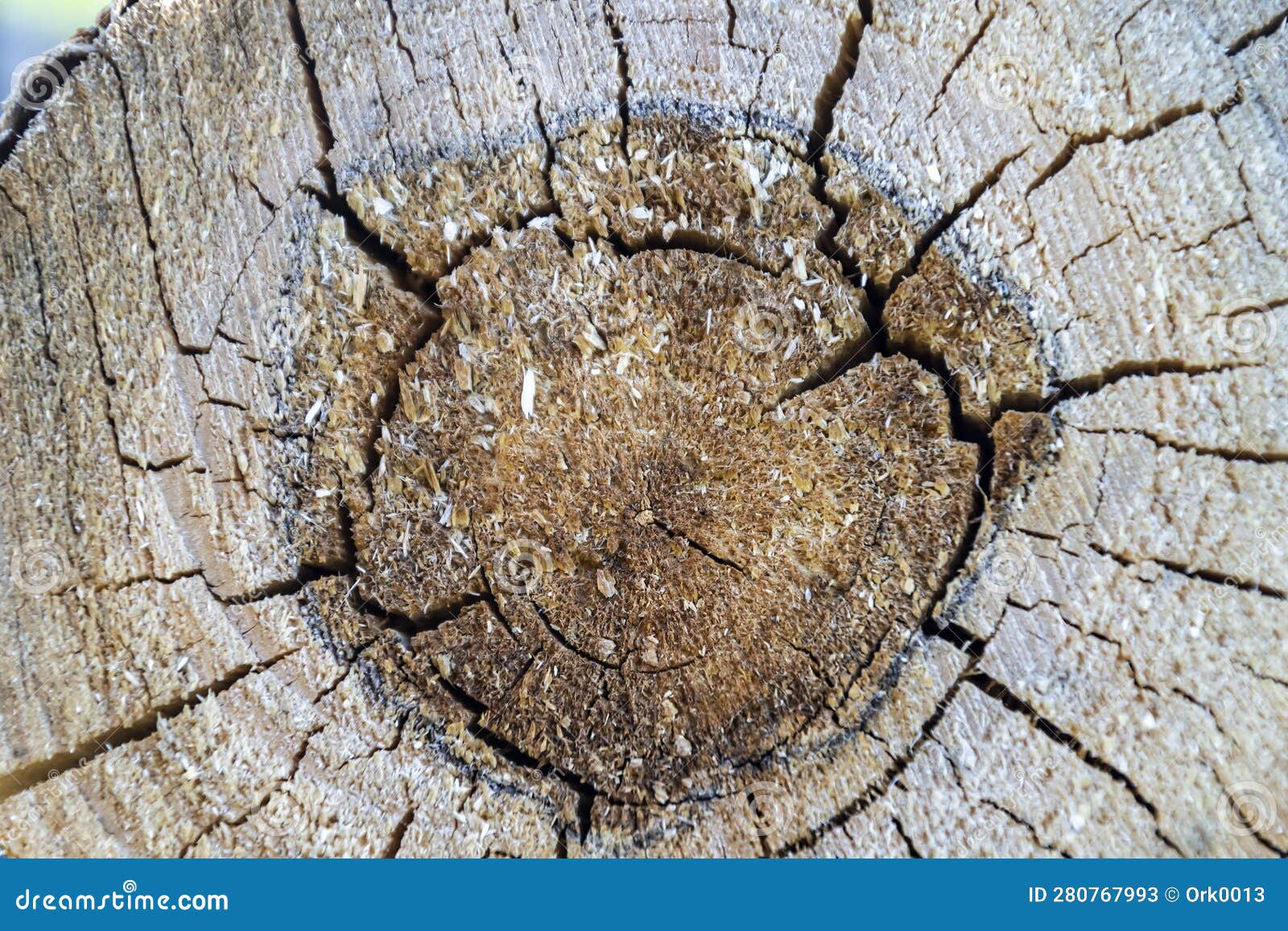 The texture of a sawn tree stock image. Image of rich - 280767993