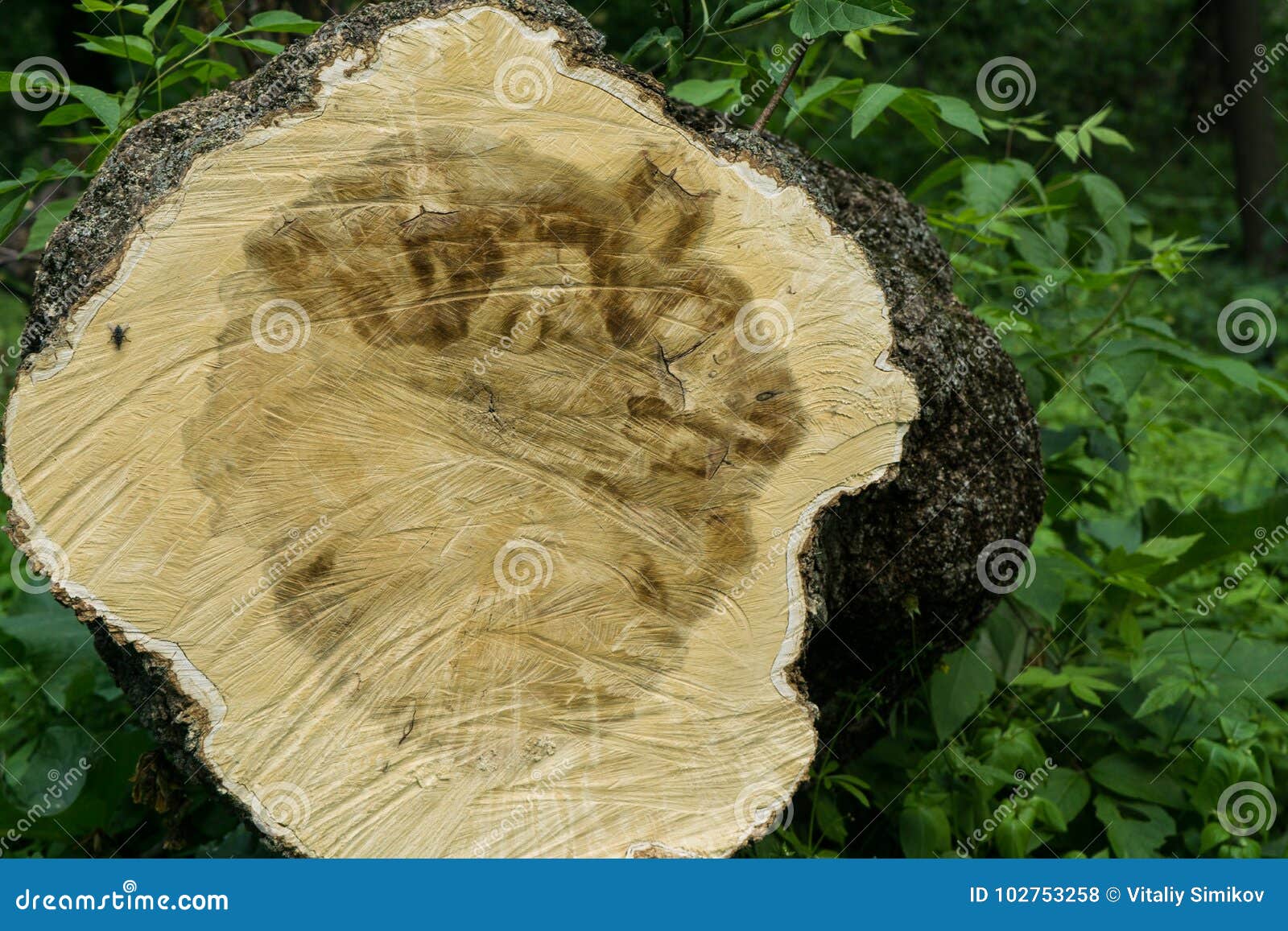 The Texture of a Sawn Tree Trunk , Stump of a Tree Stock Photo - Image ...