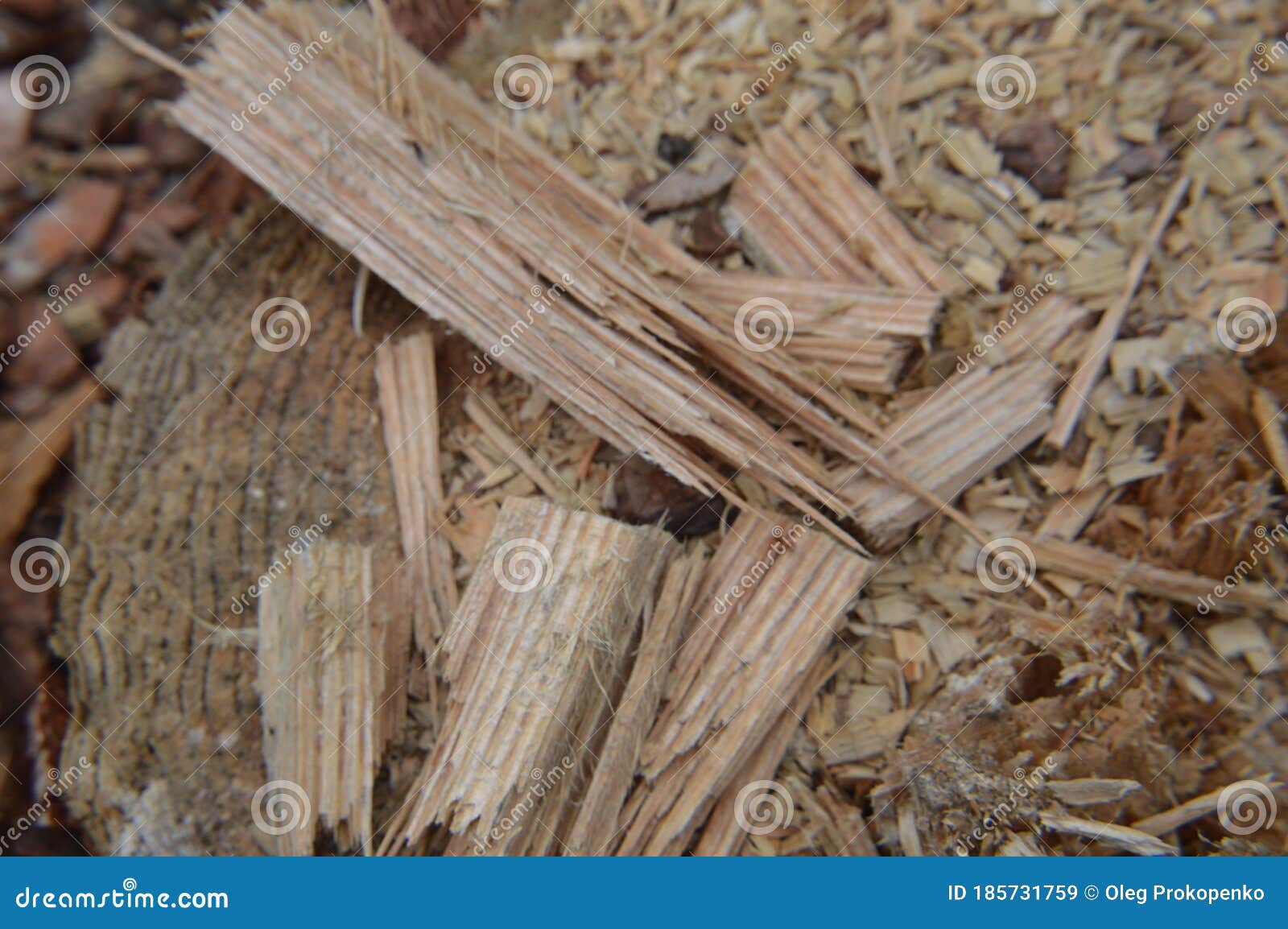 Texture of Sawn Tree Trunks and Shavings in a Forest Stock Image ...