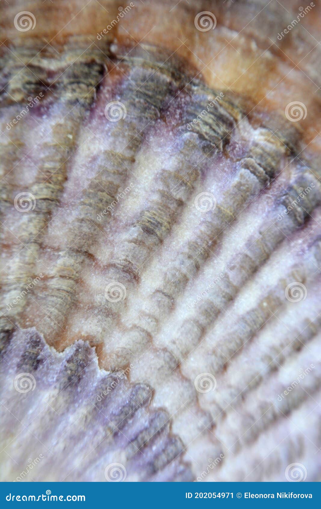 Texture, Scallop Shell Surface Stock Image - Image of background, sand ...