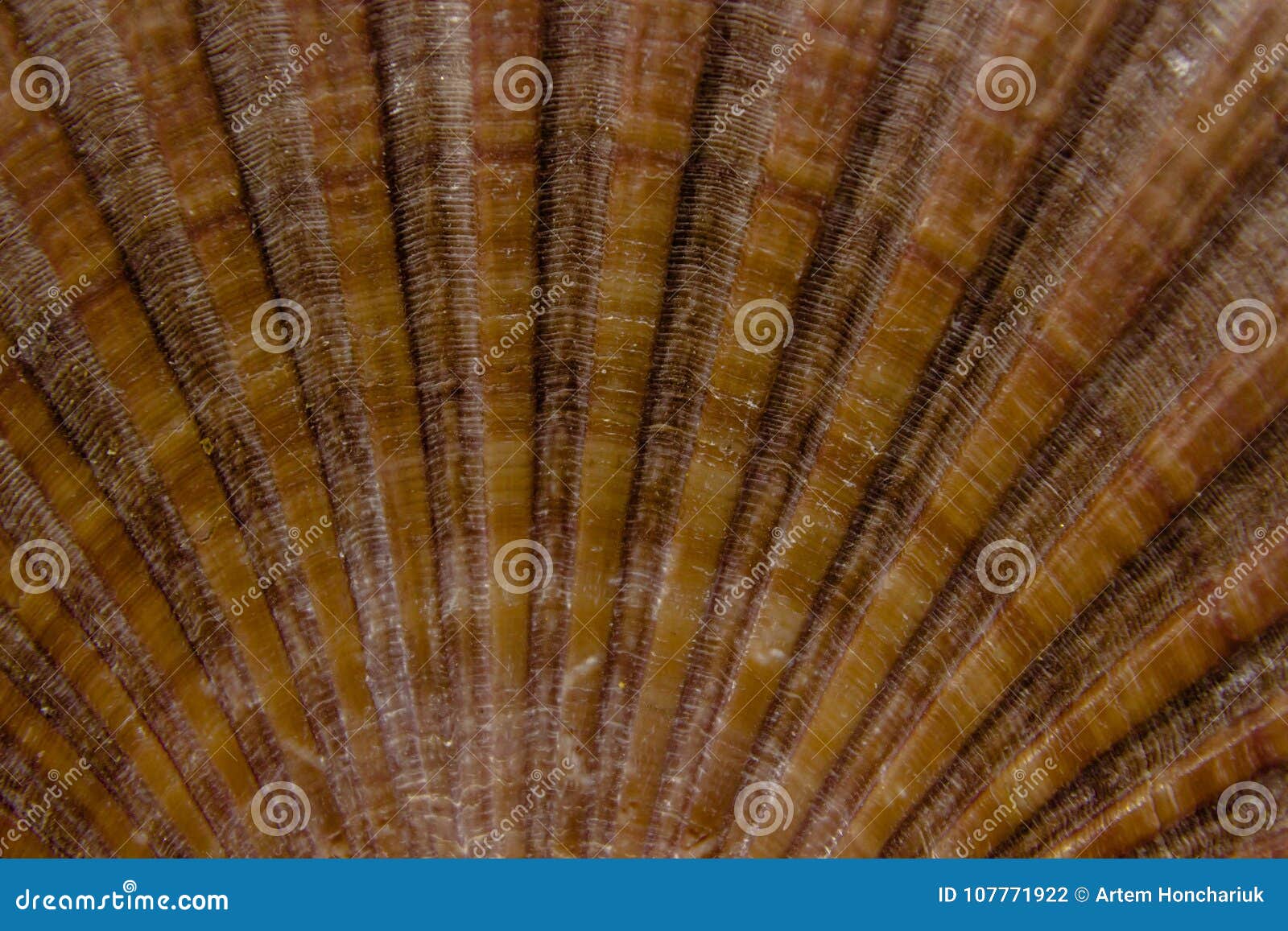 Texture of the Scallop Shell Stock Photo - Image of mollusc, mollusk ...