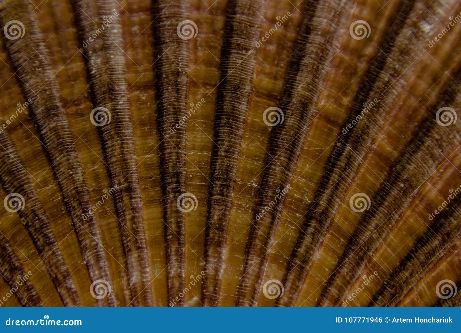 Texture of the Scallop Shell Stock Photo - Image of macro, object ...