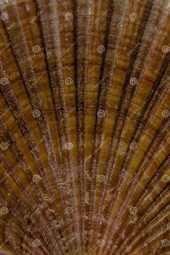 Texture of the Scallop Shell Stock Photo - Image of shellfish, white ...