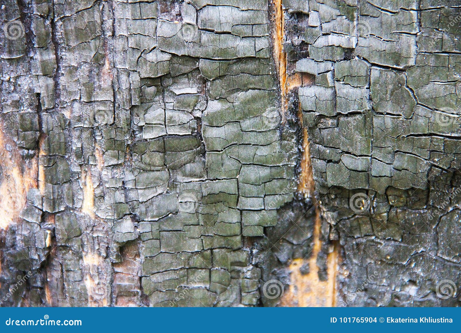 The Texture of Scorched Wood. Black Charred Tree Trunk. Stock Photo ...