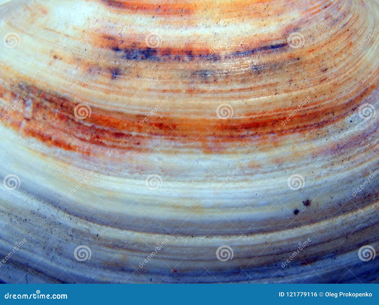 Texture of the sea shell stock photo. Image of seashell - 121779116