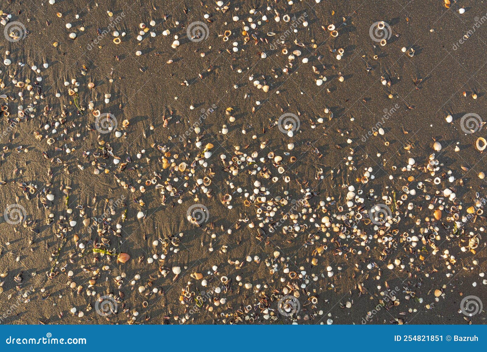 Texture of Sea Sand with Shells Stock Image - Image of idyllic, golden ...