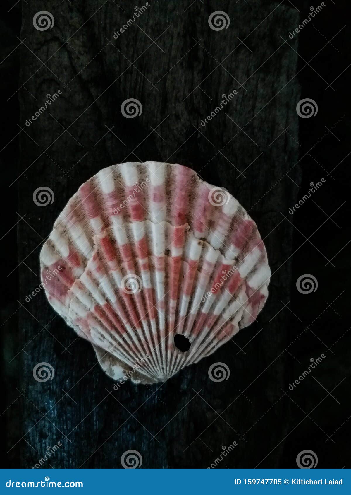 Texture of Sea shell stock image. Image of beauty, bivalve - 159747705