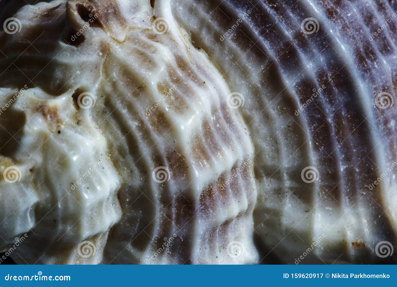 Close Up of a Spiral and Curly Shell Texture Stock Image - Image of ...
