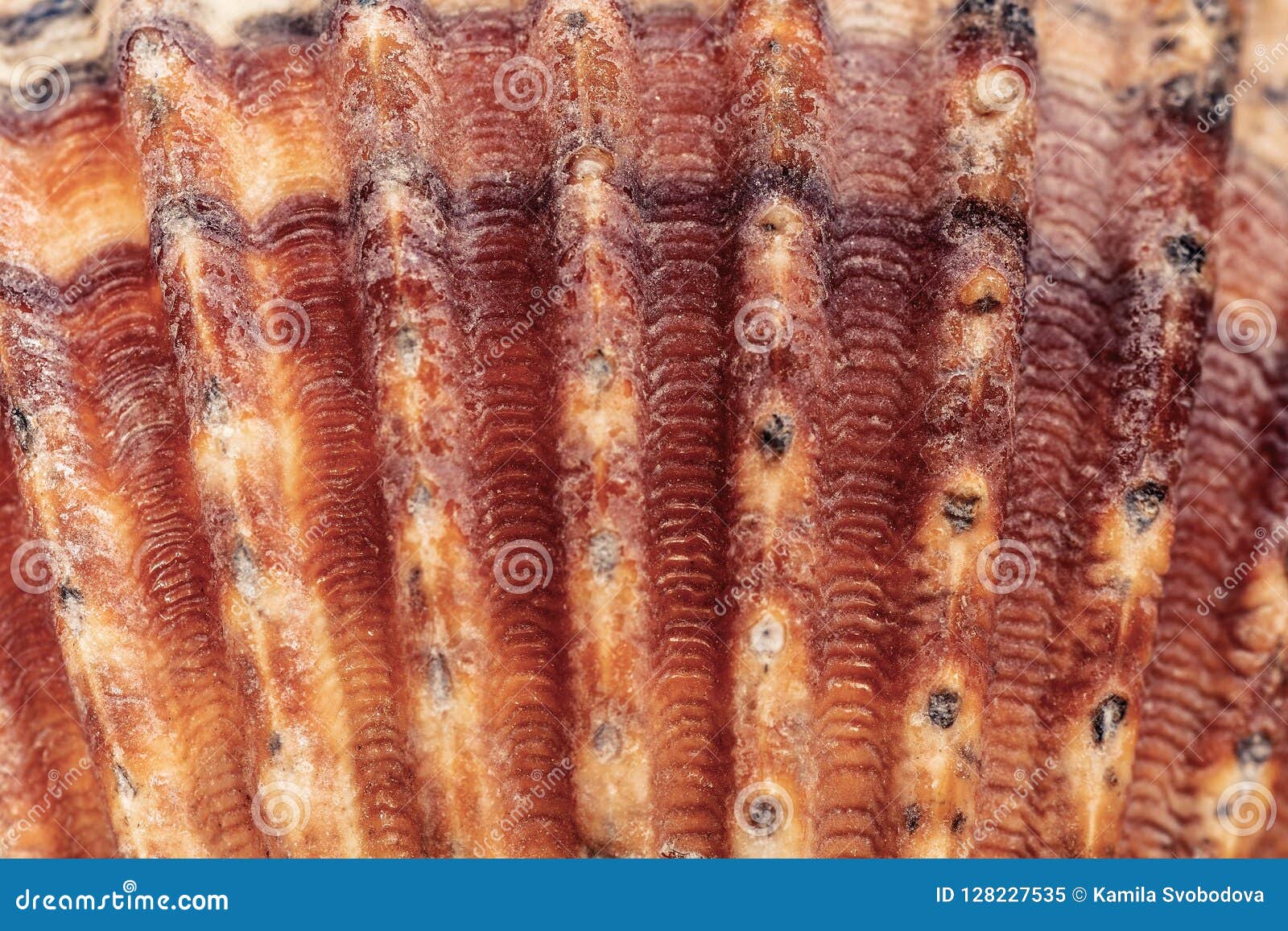 Texture of sea shell. stock image. Image of seashell - 128227535