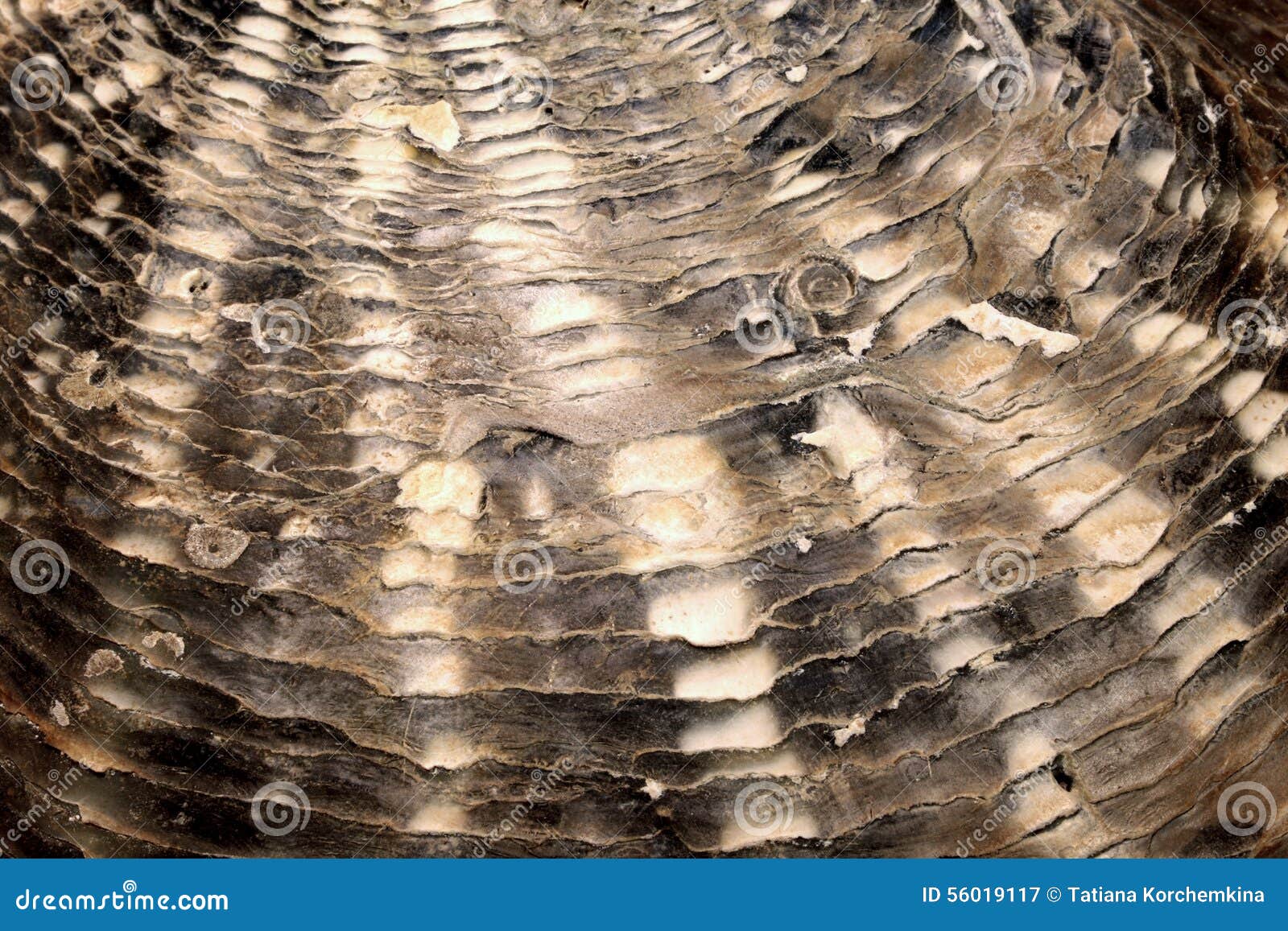The texture of a sea shell stock image. Image of color - 56019117