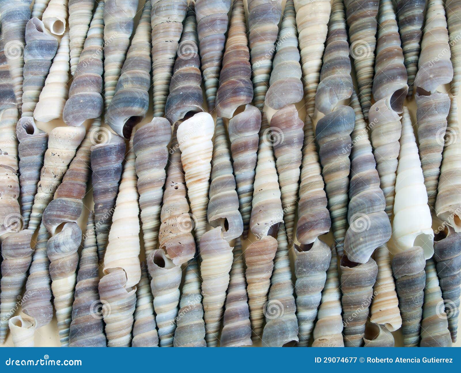 Texture of sea shells stock image. Image of decor, design - 29074677