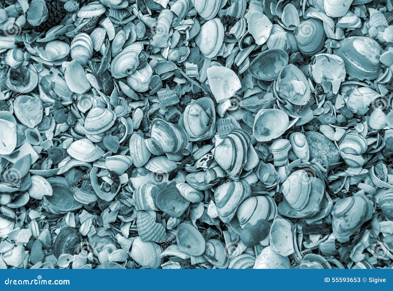 Texture of sea shells stock image. Image of abstract - 55593653