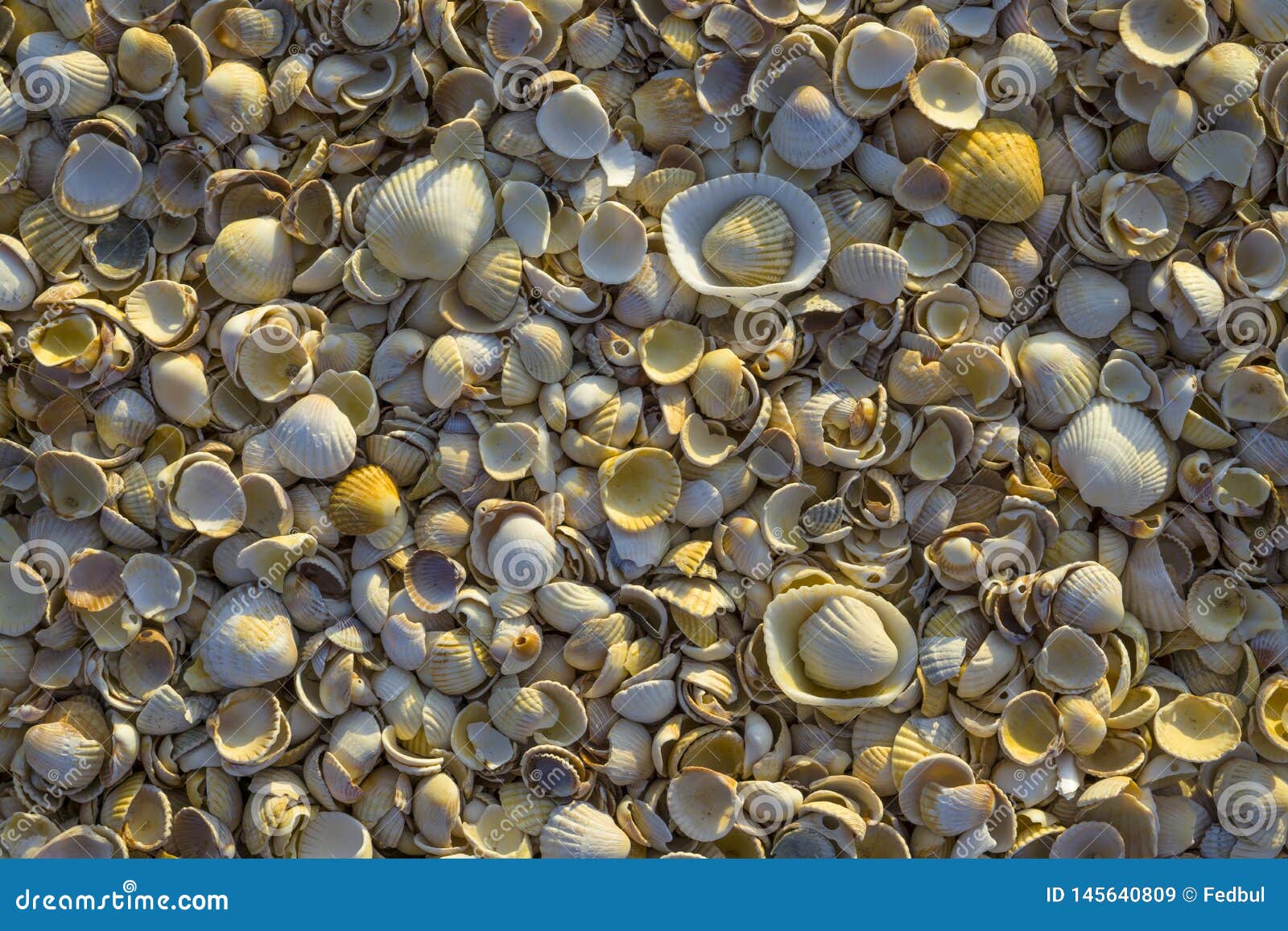 Texture of Sea Shells on the Sea Shore Stock Image - Image of sand ...