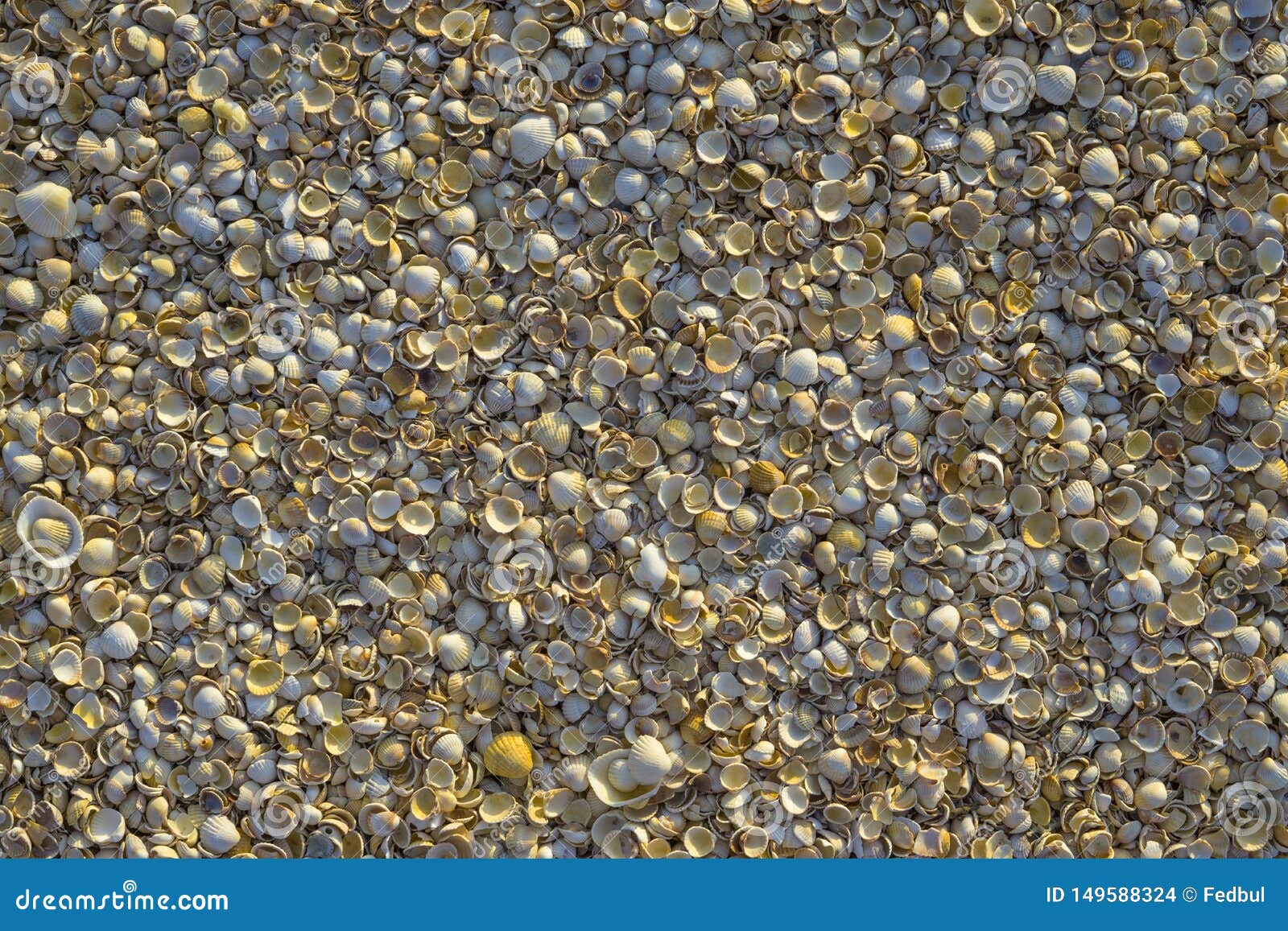 Texture of Sea Shells on the Sea Shore Stock Photo - Image of texture ...