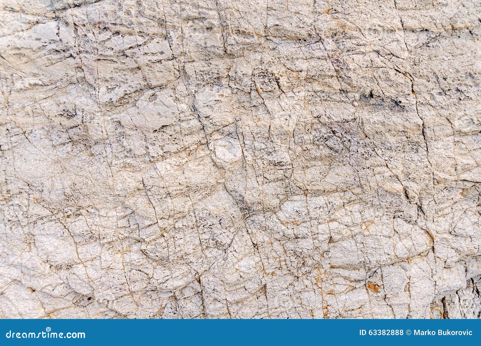 Texture of Sea Stone Texture Background Stock Photo - Image of bacteria ...