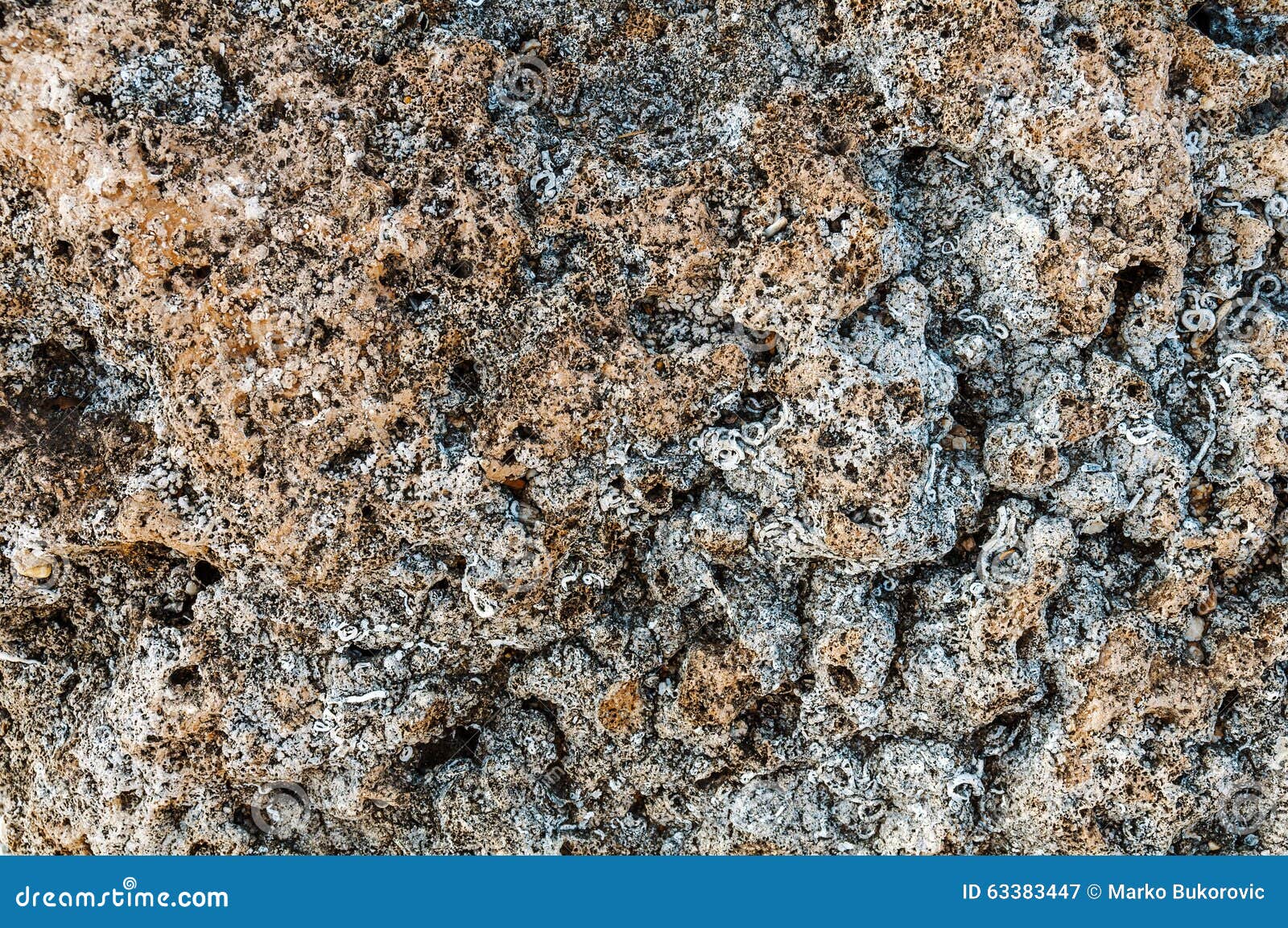 Texture of Sea Stone Texture Background Stock Image - Image of fossil ...