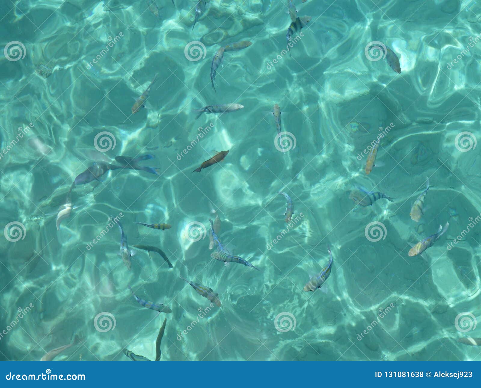 Texture of Sea Water Along with Fish in the Red Sea Stock Photo - Image ...