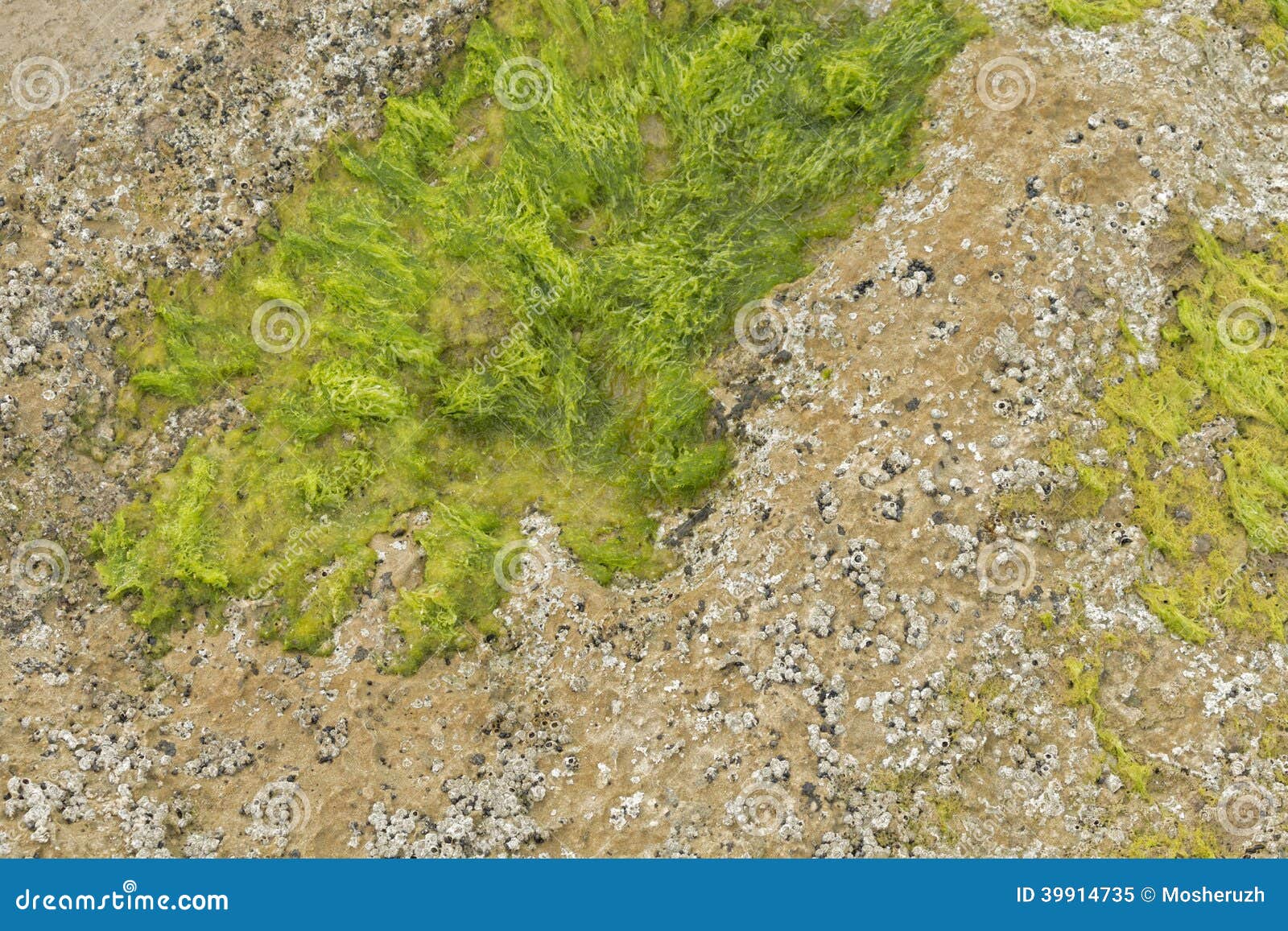 Texture-seabed stock image. Image of blue, soft, sunrise - 39914735