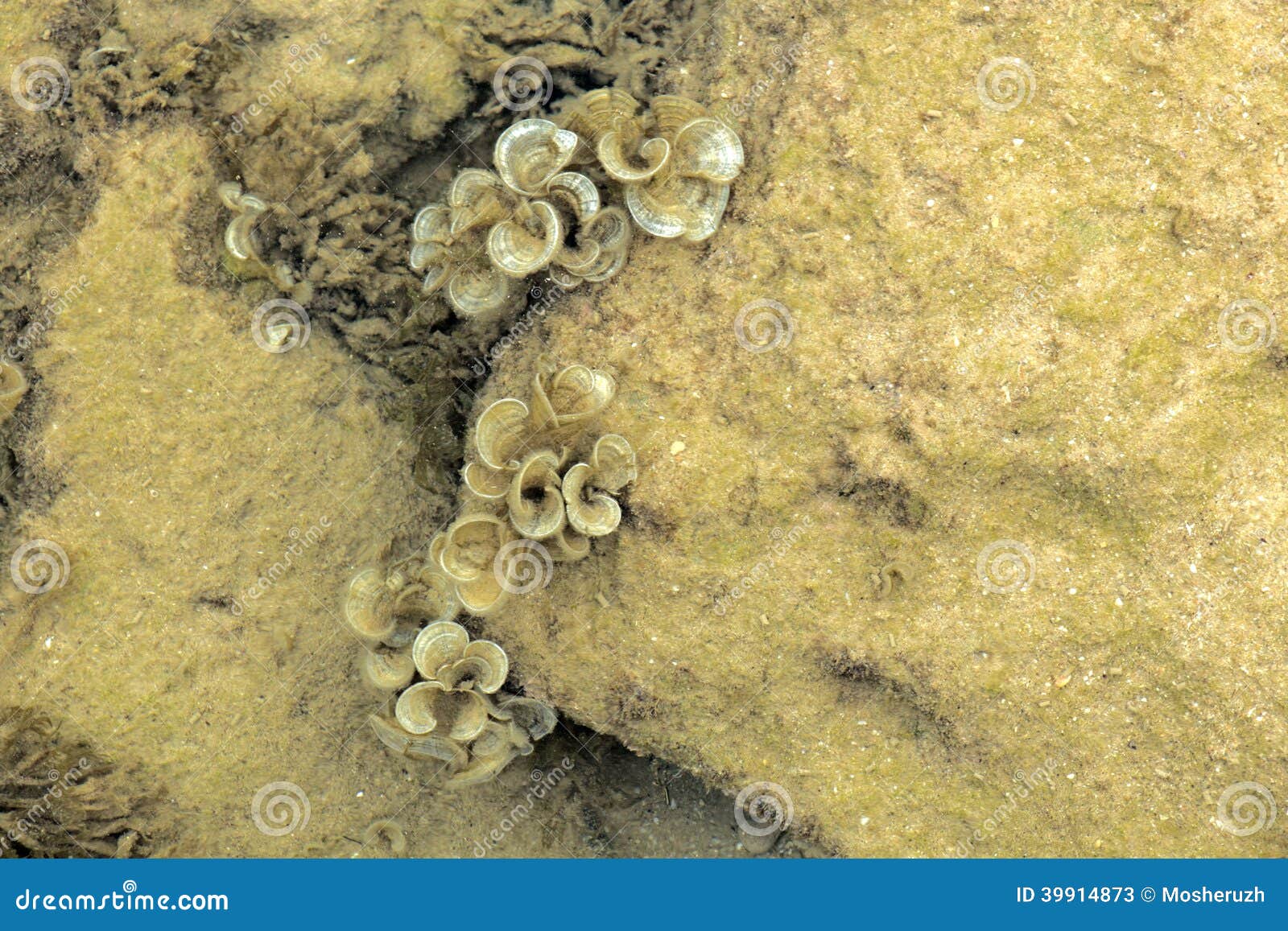 Texture-seabed stock image. Image of soft, beautiful - 39914873