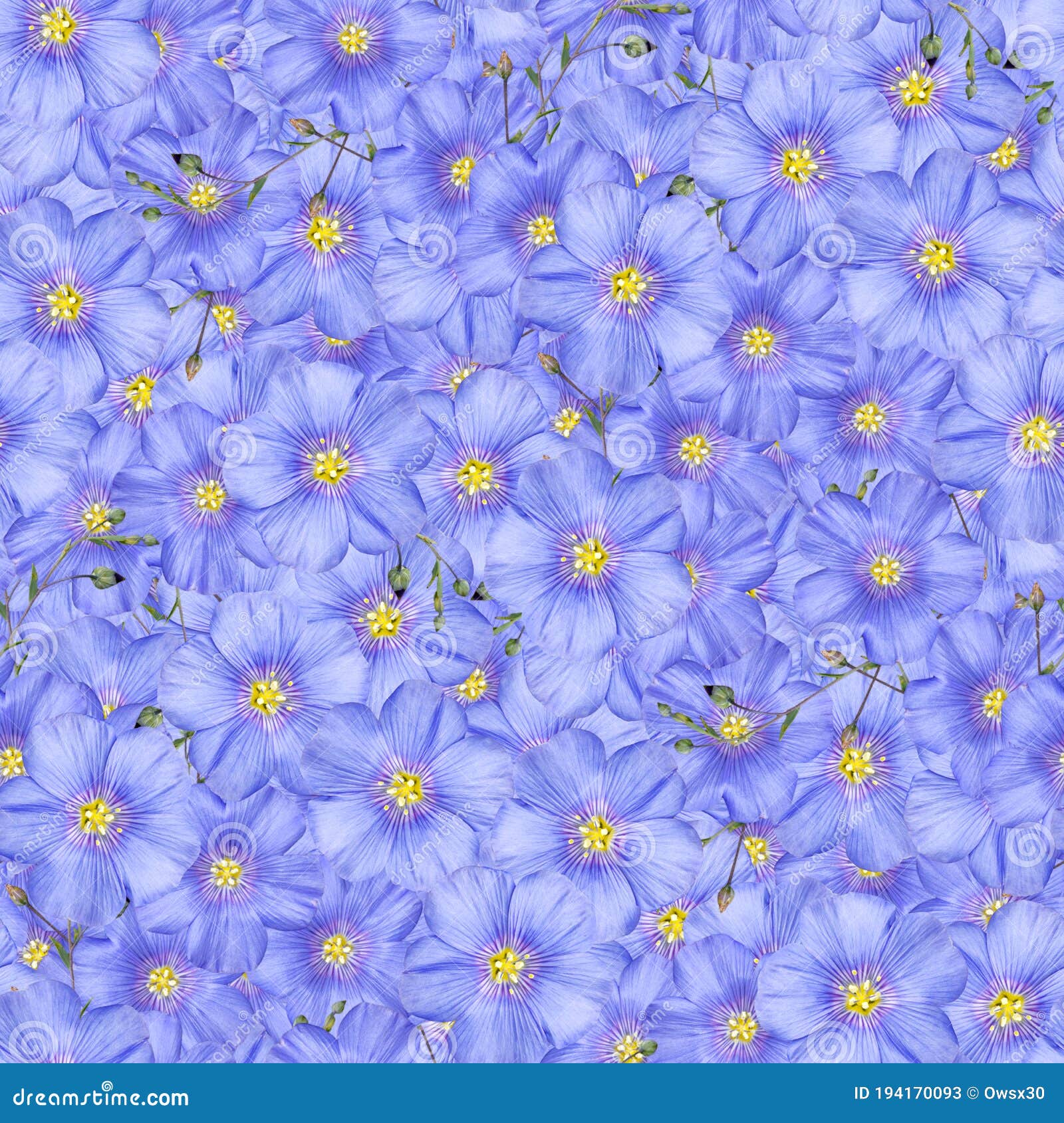 Texture of a Seamless Flower Pattern. Blue Flax. Decorative Design ...
