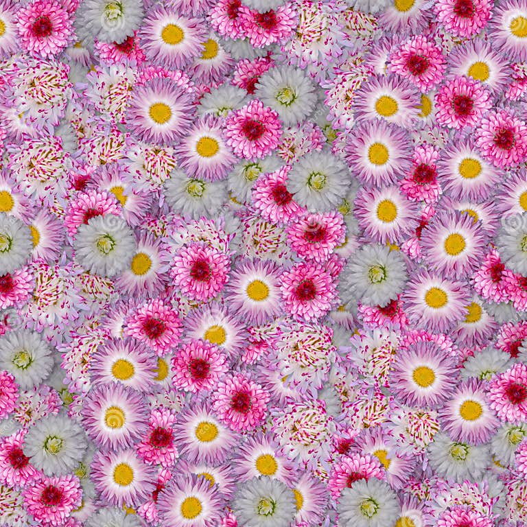 Texture of a Seamless Pattern with Colors. Pink Daisies. Decorative ...