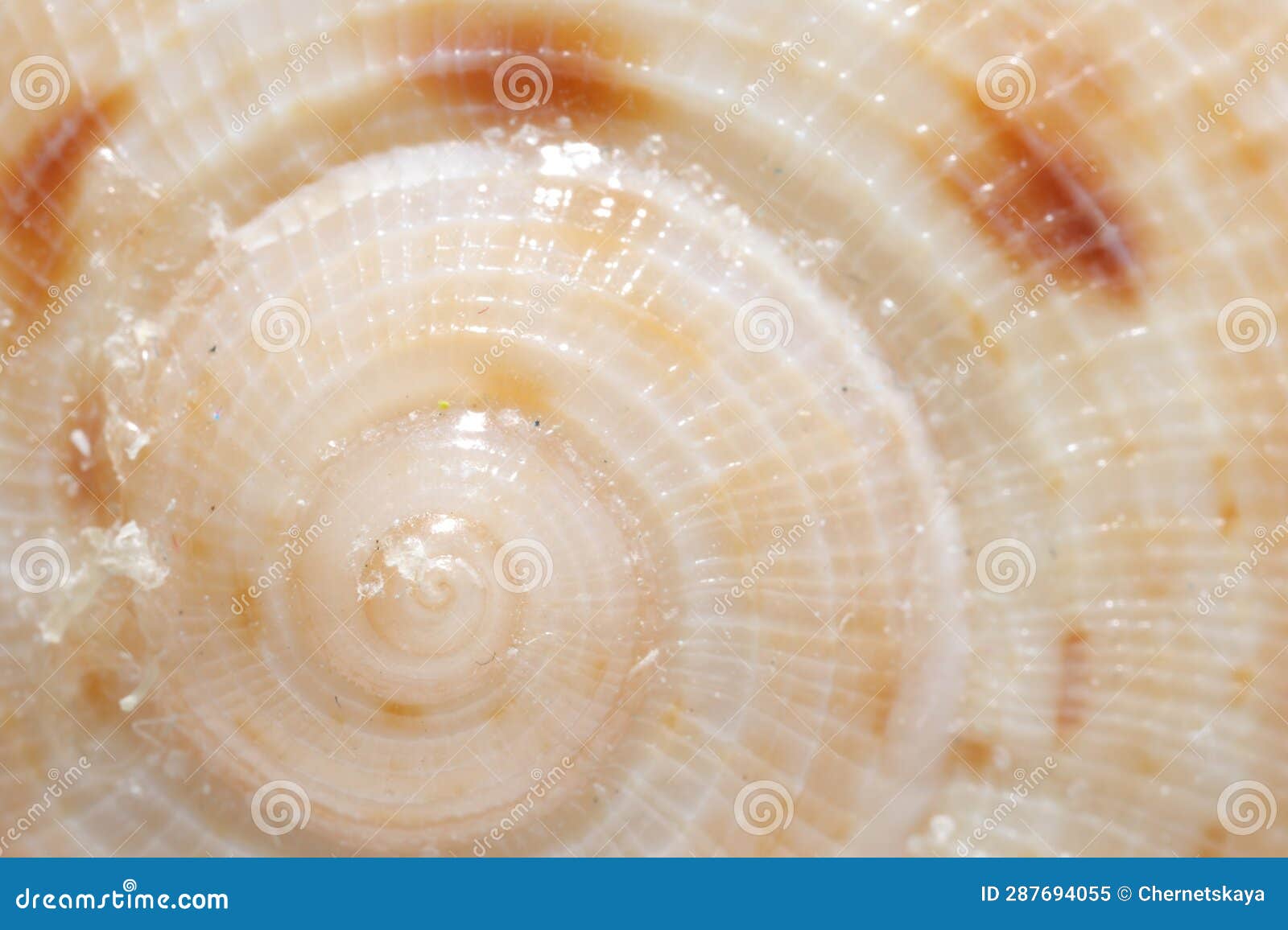 Texture of Seashell As Background, Closeup View Stock Image - Image of ...