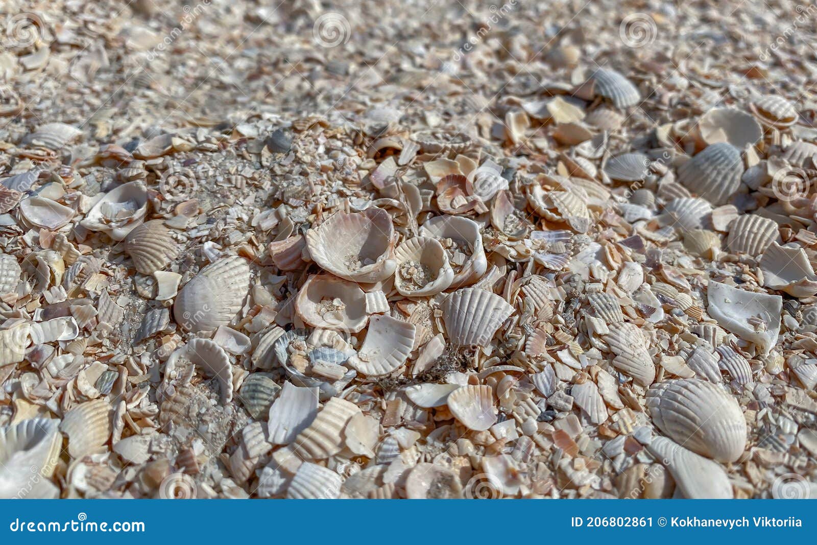 The Texture of the Seashell Sandy Beach on the Seashore. Close-up ...