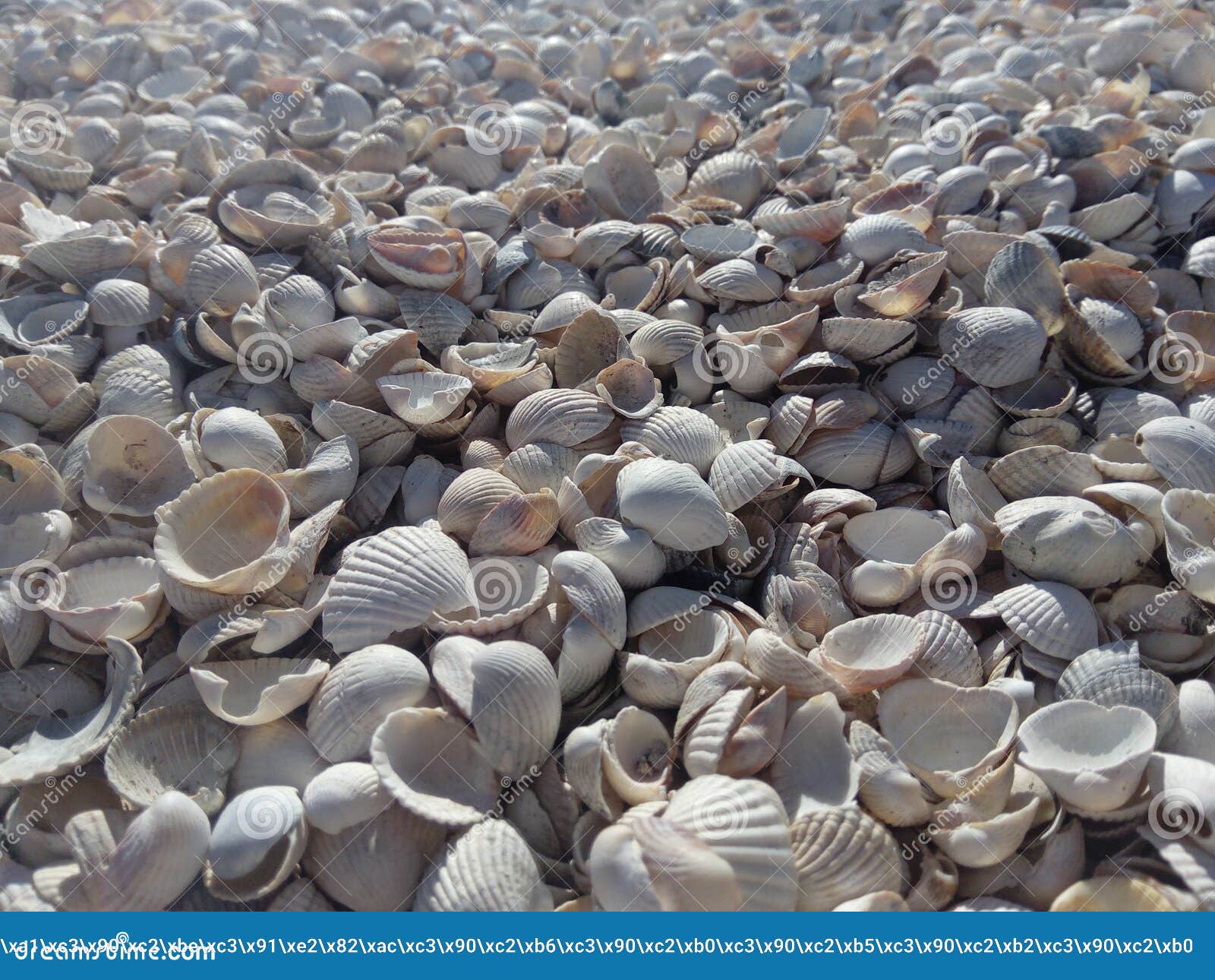 Shell Beach, Many Shells, Seashells Close-up Stock Image - Image of ...
