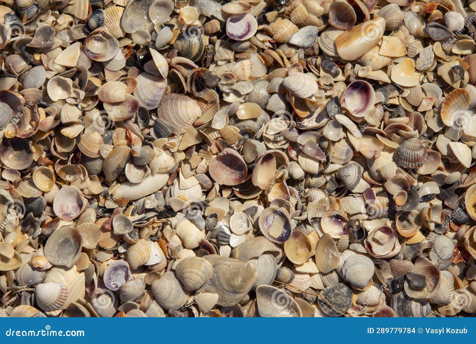 Texture of Seashells on the Seashore Stock Photo - Image of seacoast ...