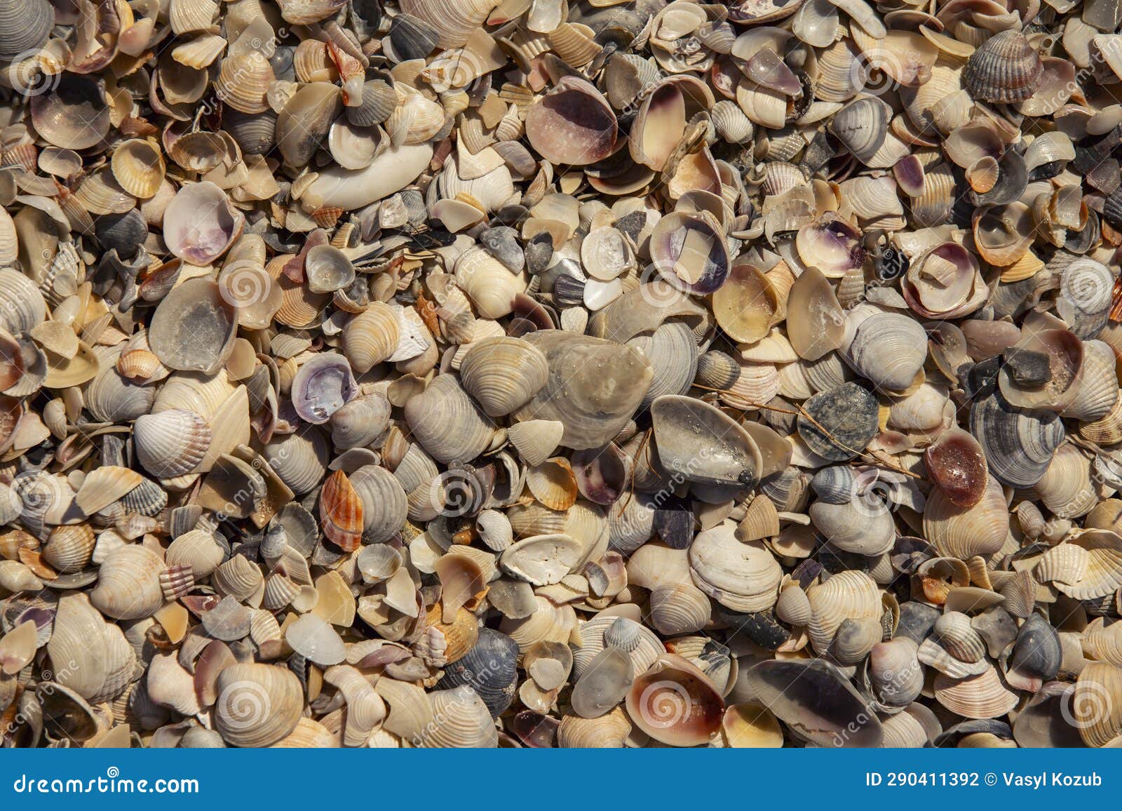 Texture of Seashells on the Seashore Stock Photo - Image of shell ...