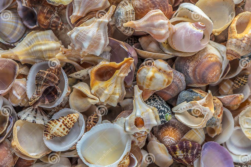 Seashell Background, Lots of Different Seashells Piled Together Stock Photo - Image of coral ...