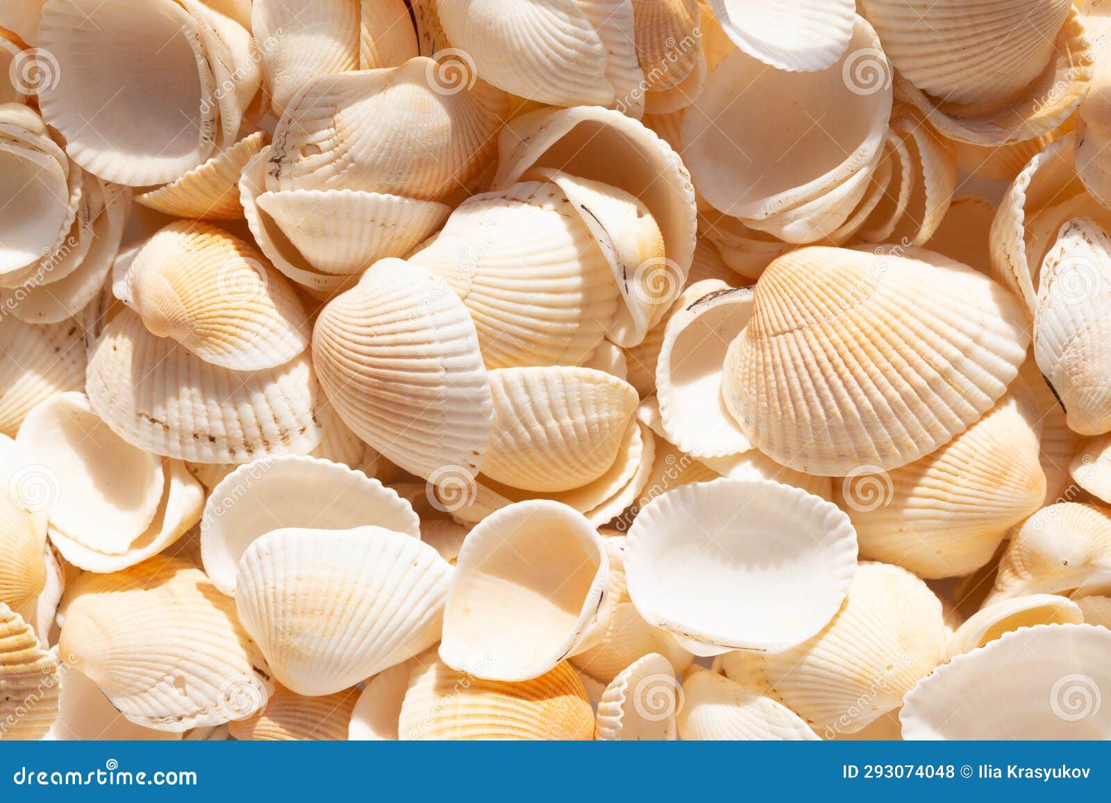 Texture of Seashells on Which Sunlight Falls. Background of a Large ...