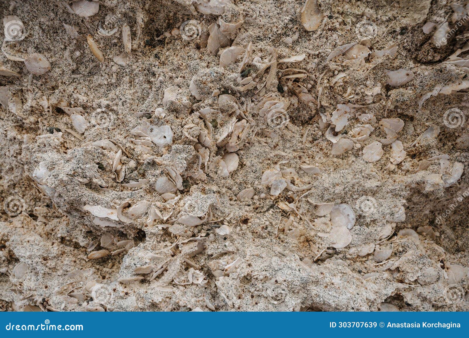 Texture of Sedimentary Limestone Rock with Shells Stock Image - Image ...