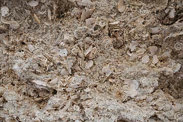 Texture of Sedimentary Limestone Rock with Shells Stock Image - Image of lime, rock: 303707639