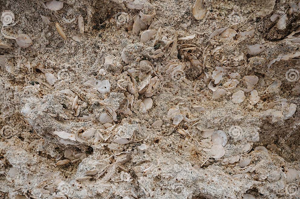 Texture of Sedimentary Limestone Rock with Shells Stock Image - Image ...