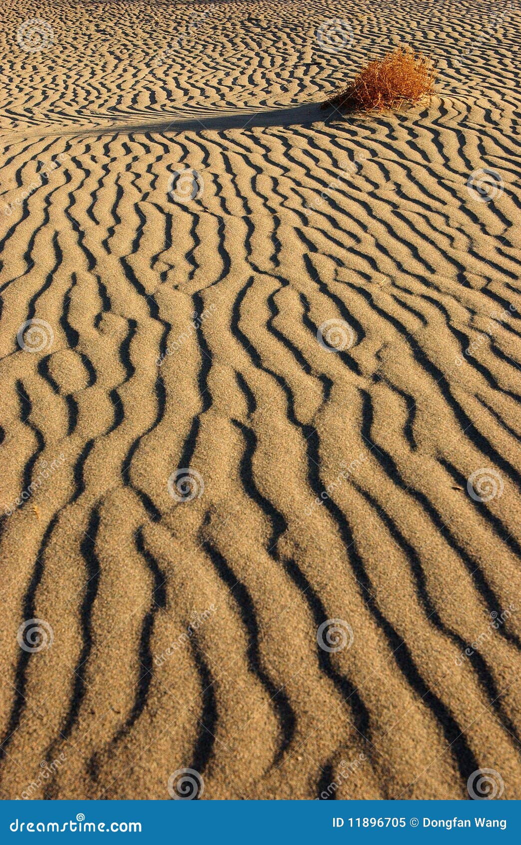 Texture and Shadow on the Desert Sand Dunes Stock Image - Image of park ...