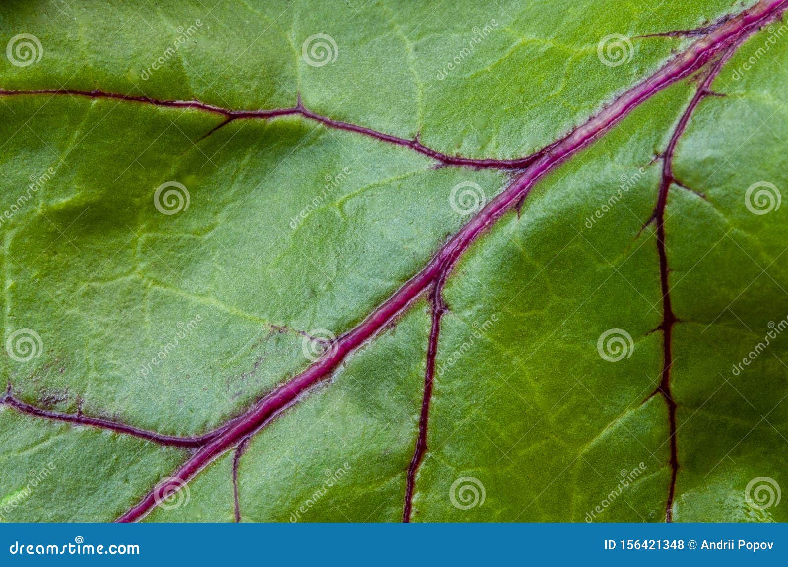 Texture. Sheet. Beet tops stock photo. Image of green - 156421348