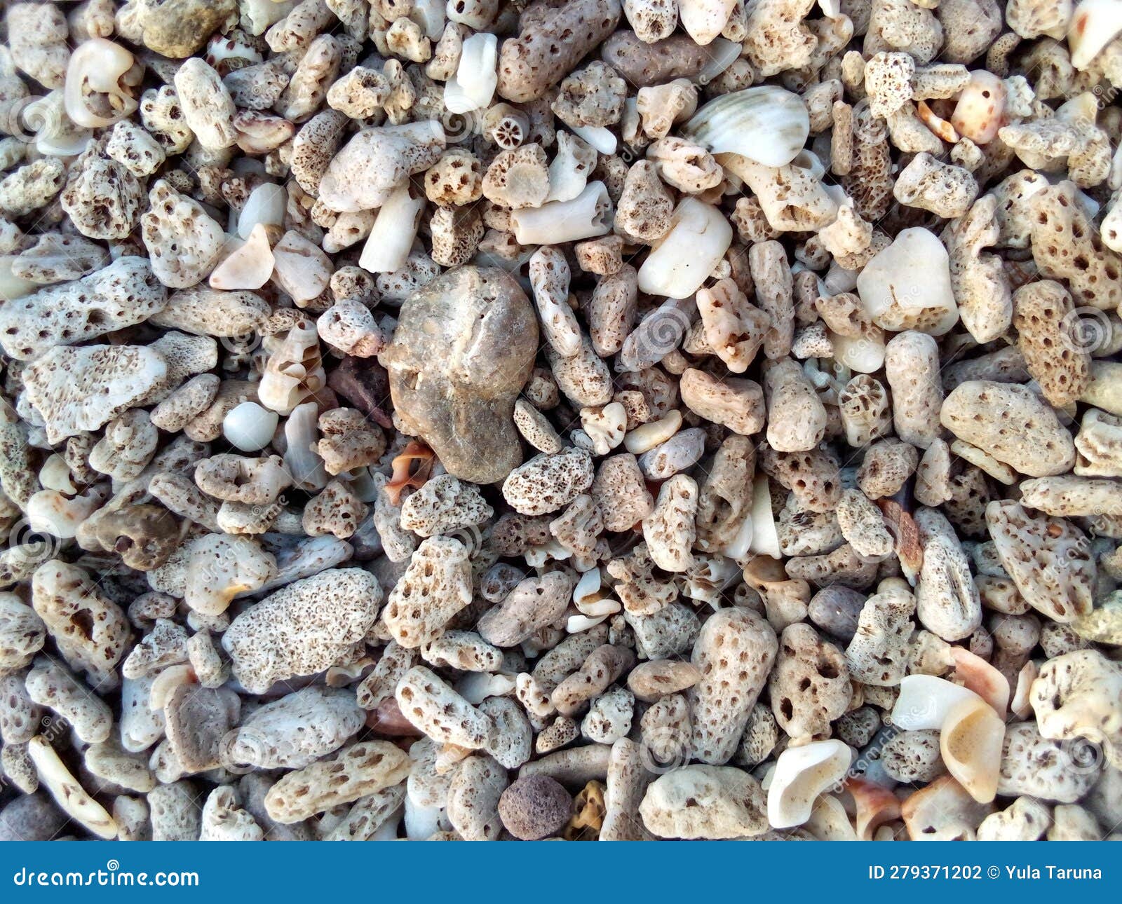 Texture of Shell Fossils on the Beach Stock Photo - Image of shell ...