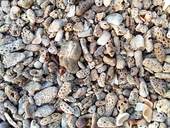 Texture of Shell Fossils on the Beach Stock Photo - Image of shell ...