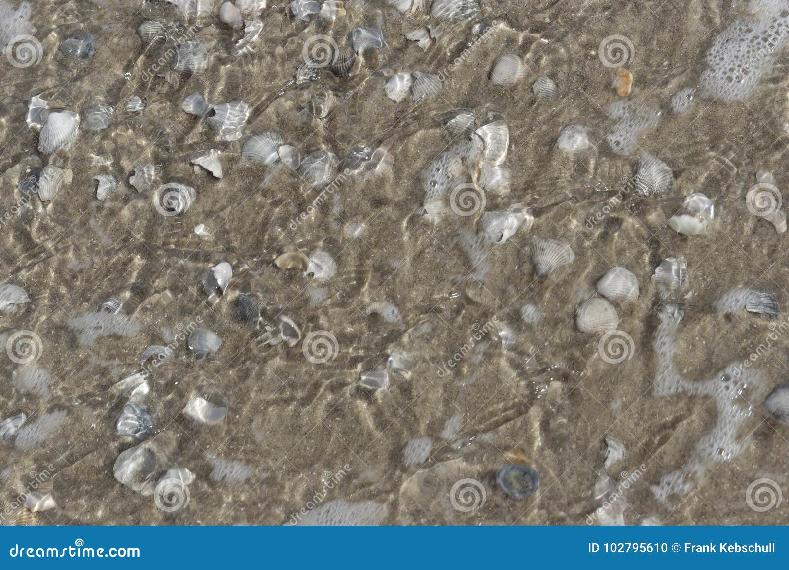 Texture shell stock photo. Image of marine, seashell - 102795610