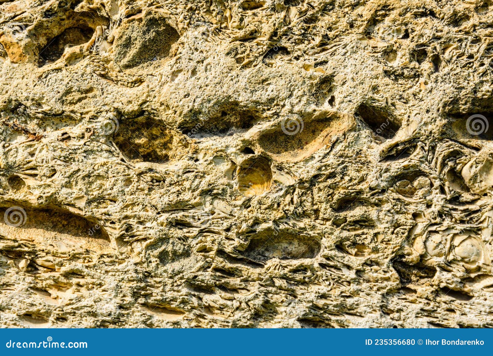 Texture of the Shell Rock Limestone for Background. Natural Pattern ...
