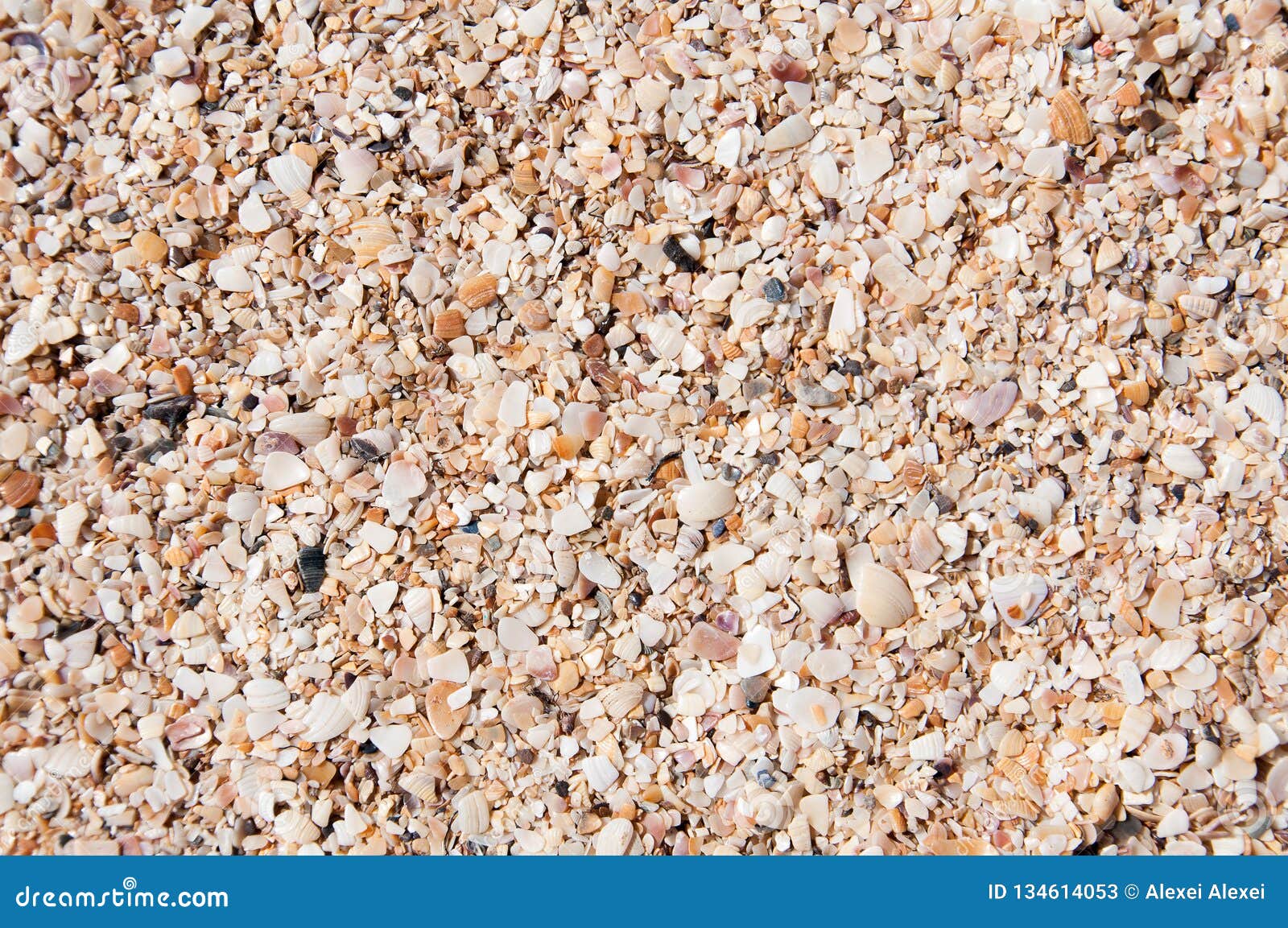 Texture, Shell Rock, Pattern Stock Image - Image of marine, mineral ...