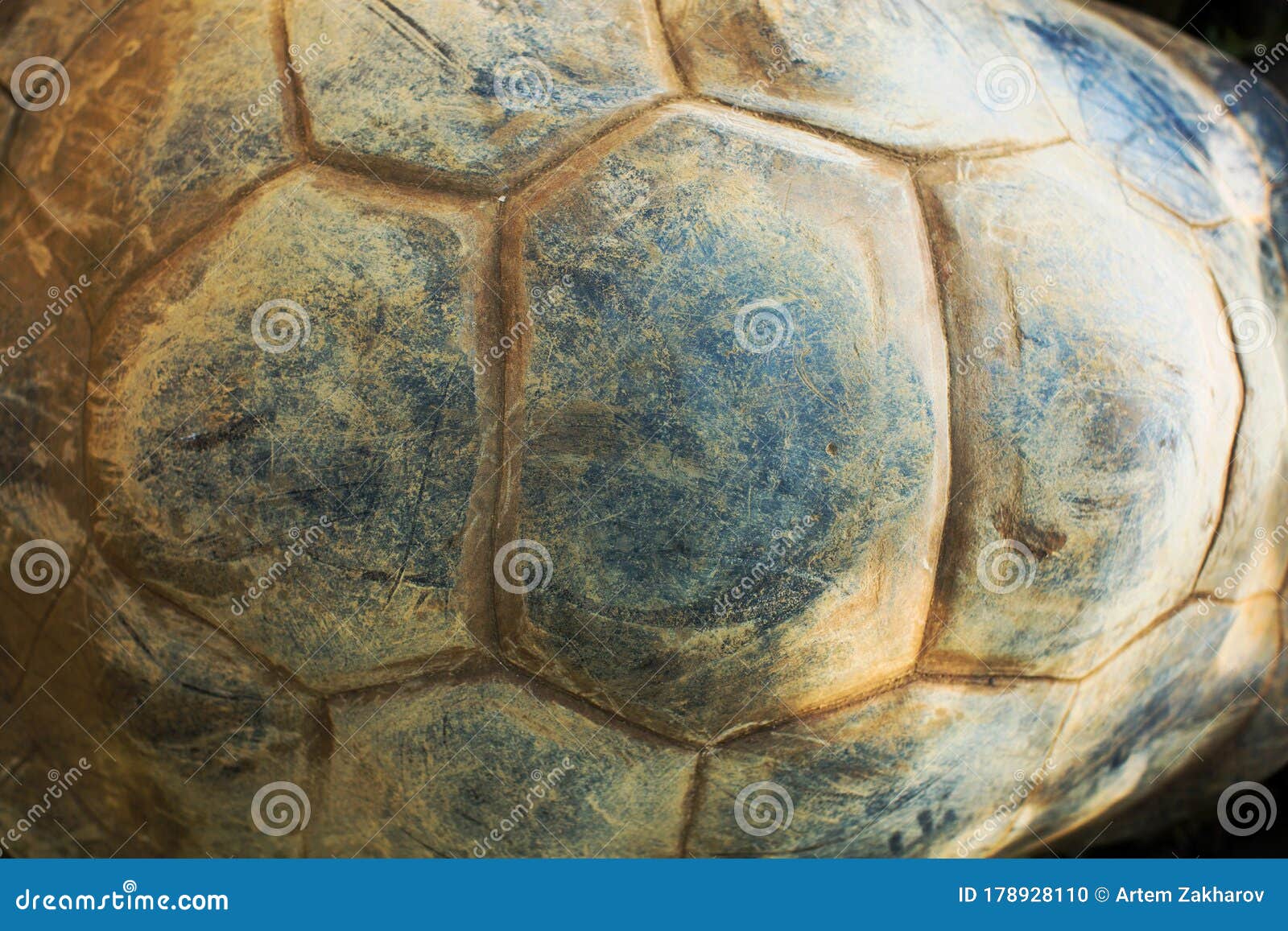Texture of the Shell of the Seychelles Turtle. Stock Photo - Image of ...